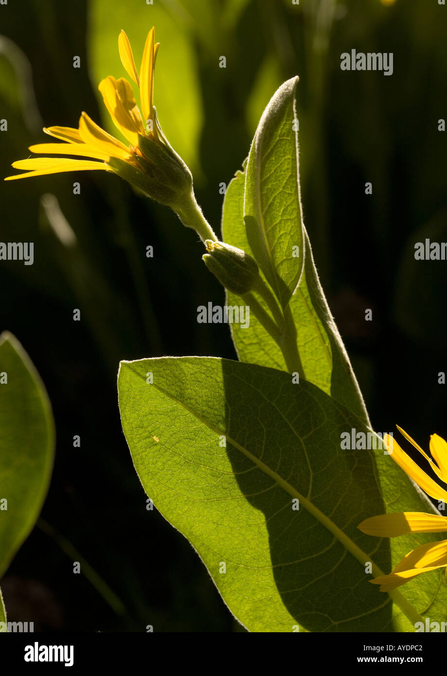 Wooly mules ears hi-res stock photography and images - Alamy