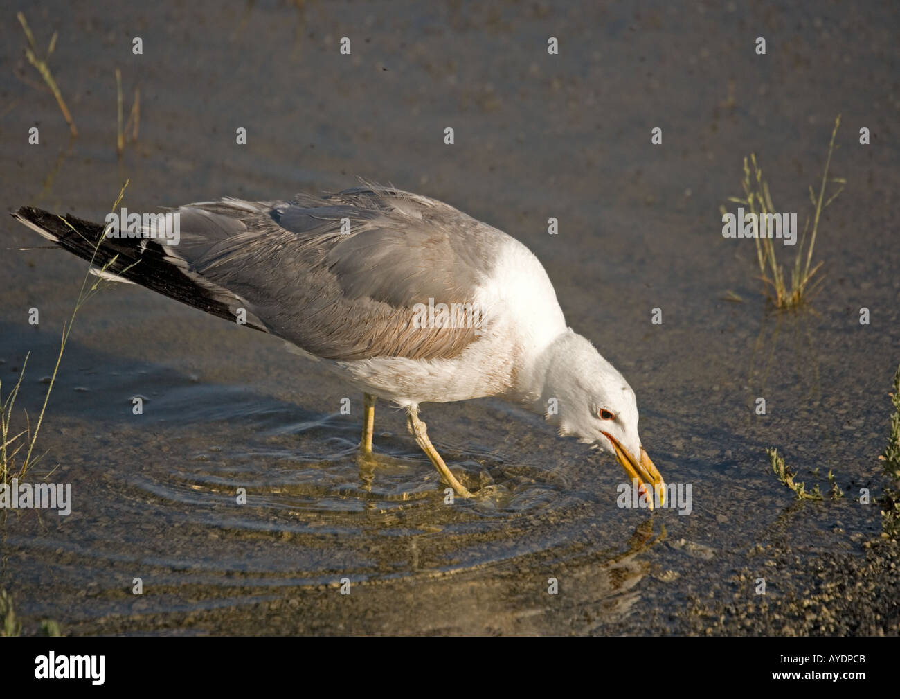 California gull ( Larus californicus )eating alkali flies Ephydra hians ...