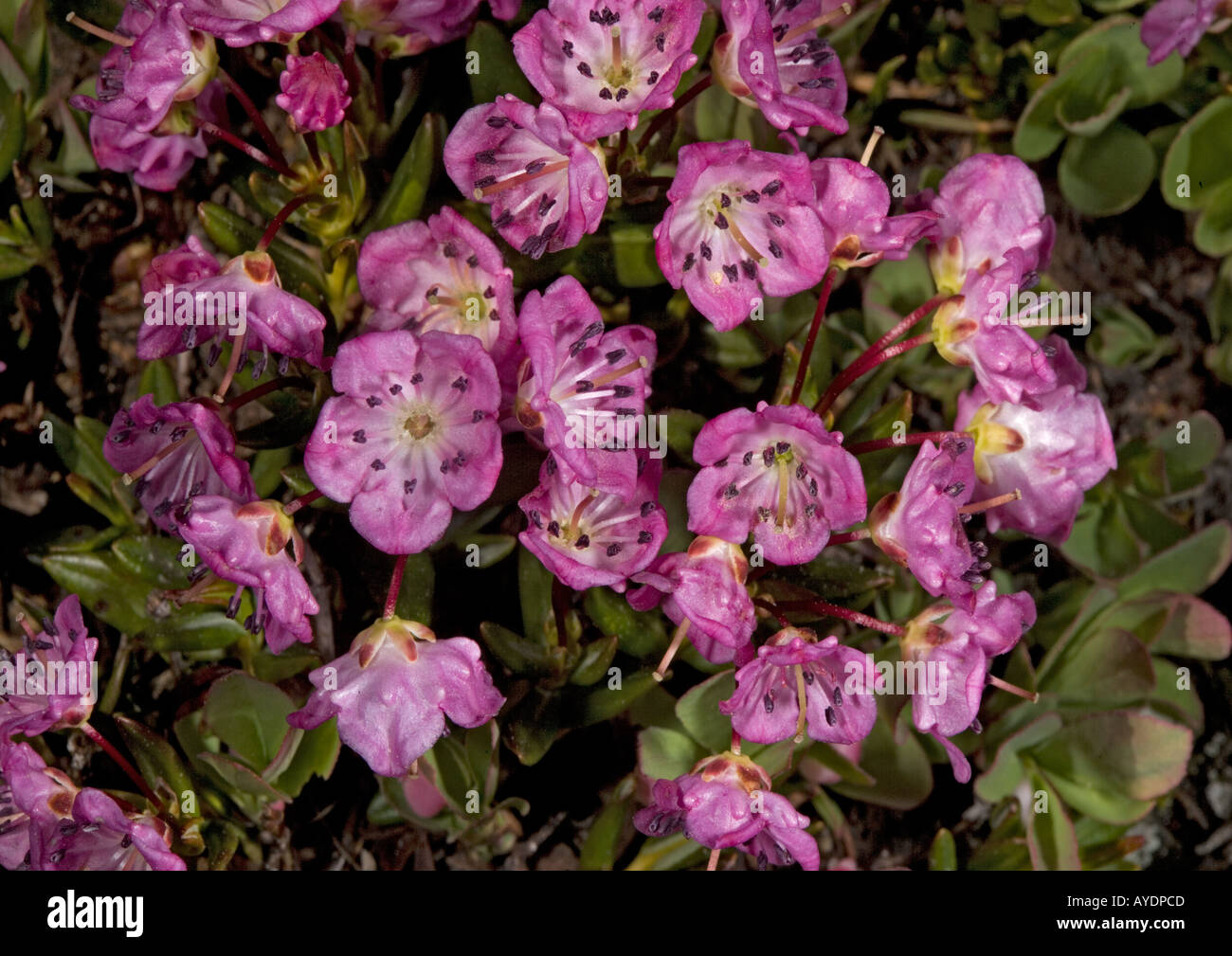 Alpine laurel (Kalmia polifolia) at c 10 500 ft by Saddlebag Lake Stock ...