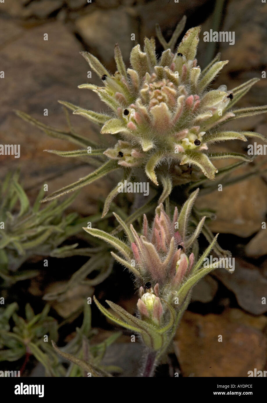 Dwarf alpine indian paintbrush hi-res stock photography and images - Alamy