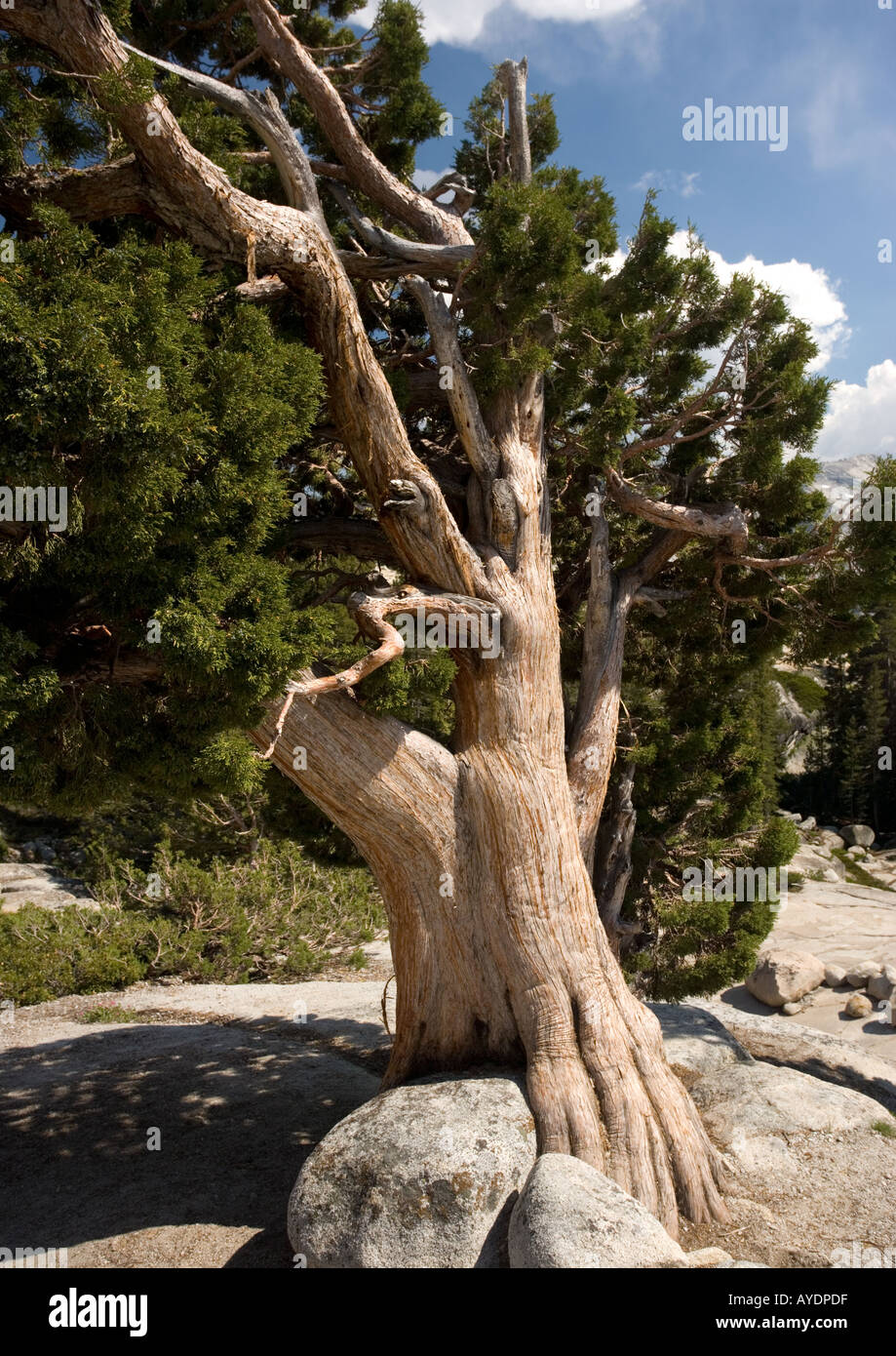 Old and beautiful Sierra juniper or western juniper Juniperus ...