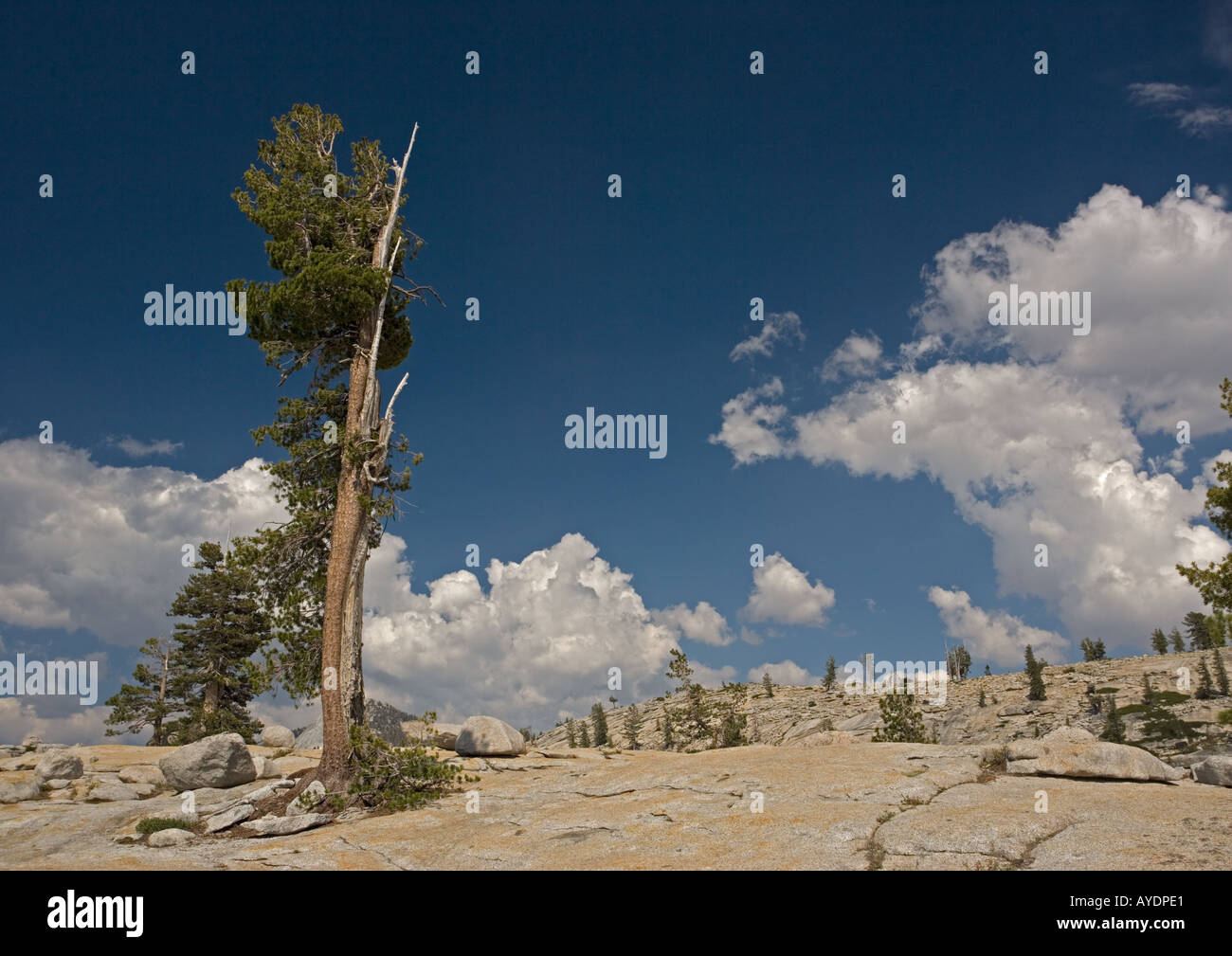 Western white pine Pinus monticola old tree in Yosemite National Park ...