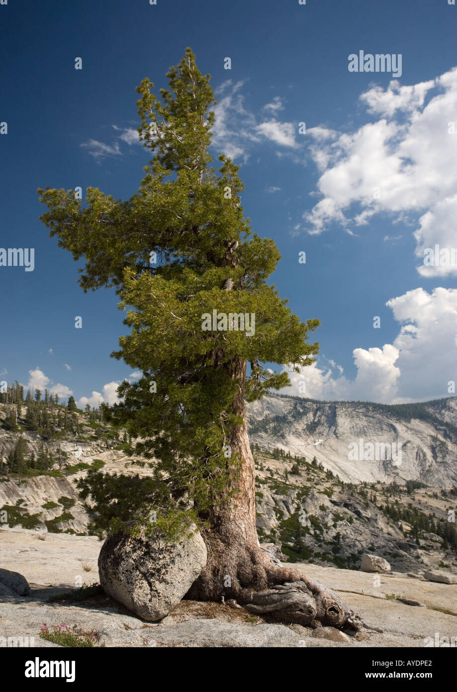 Western white pine Pinus monticola old tree in Yosemite National Park ...