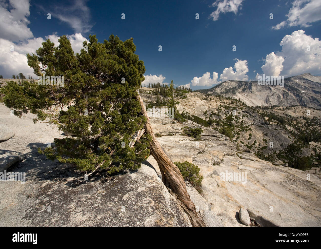 Old and beautiful Sierra juniper or western juniper, Juniperus ...