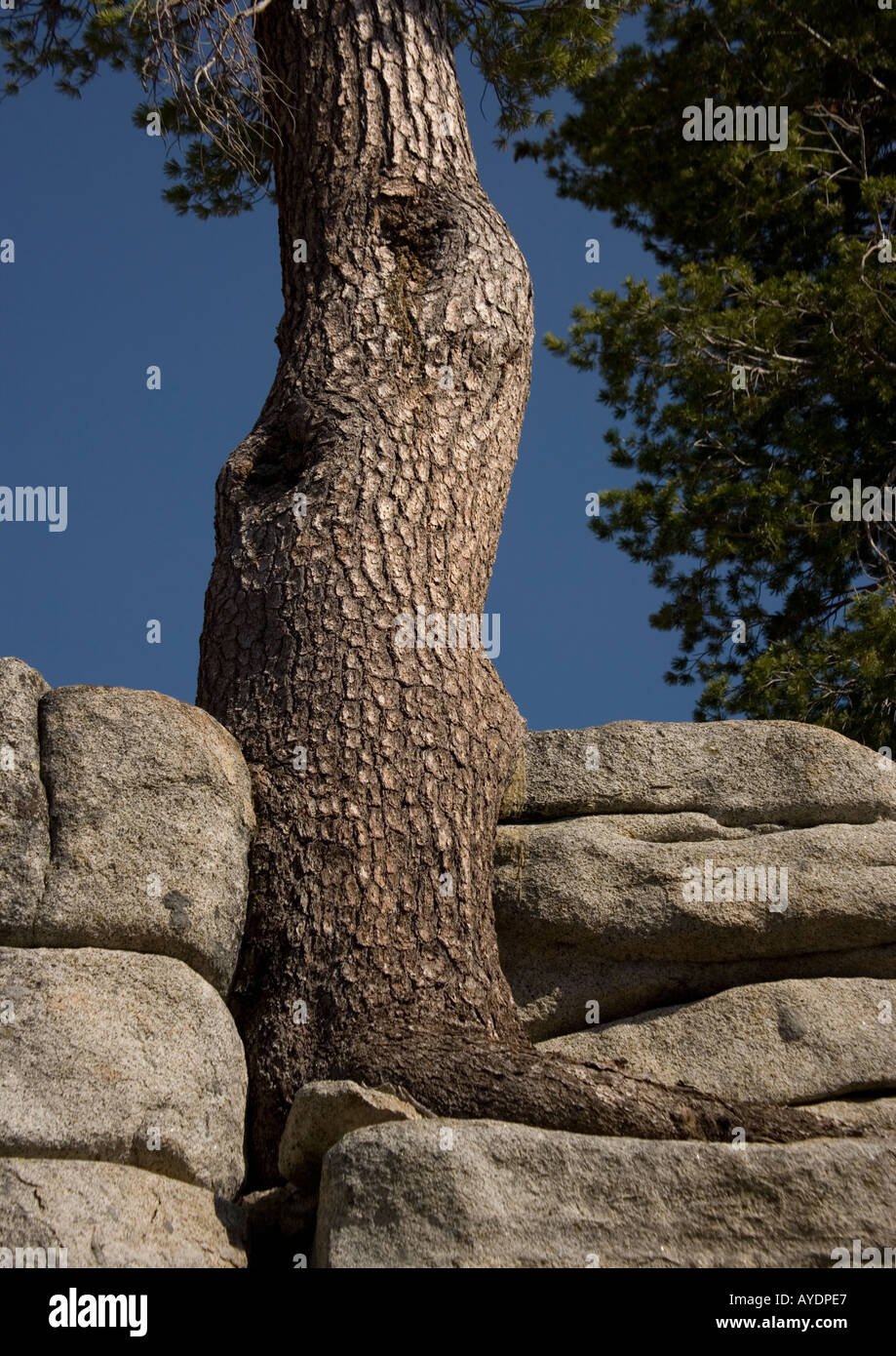 Western white pine Pinus monticola old tree in Yosemite National Park ...