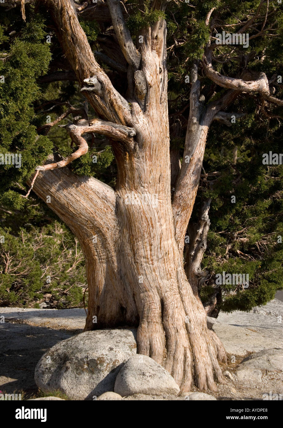 Old and beautiful Sierra juniper or western juniper, Juniperus ...