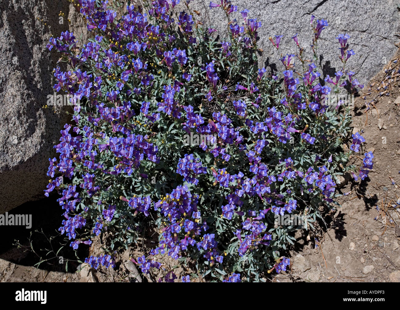 Azure Penstemon Penstemon azureus growing in granite crevice below the ...