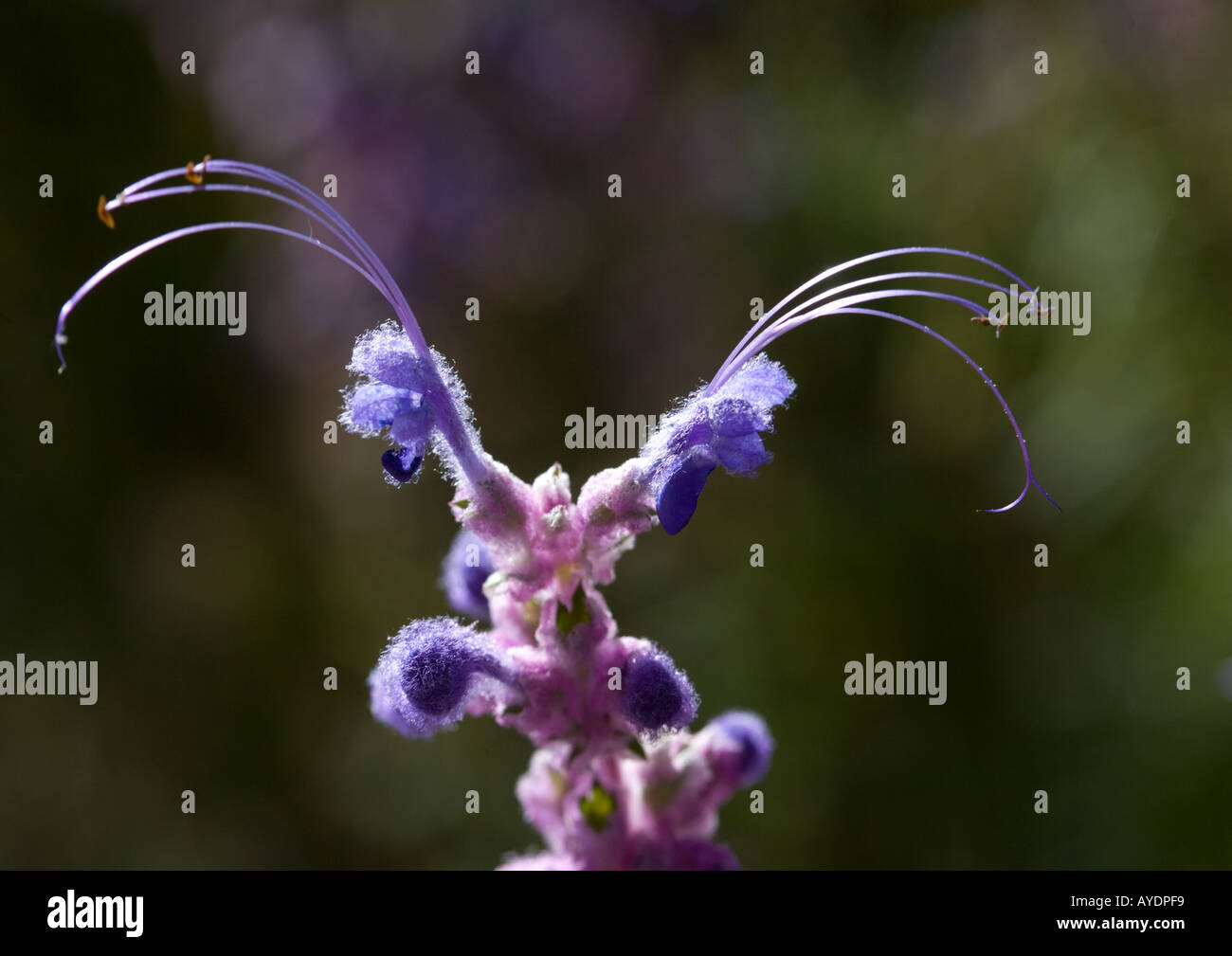 Woolly blue curls flower and buds, Trichostema lanatum Stock Photo - Alamy