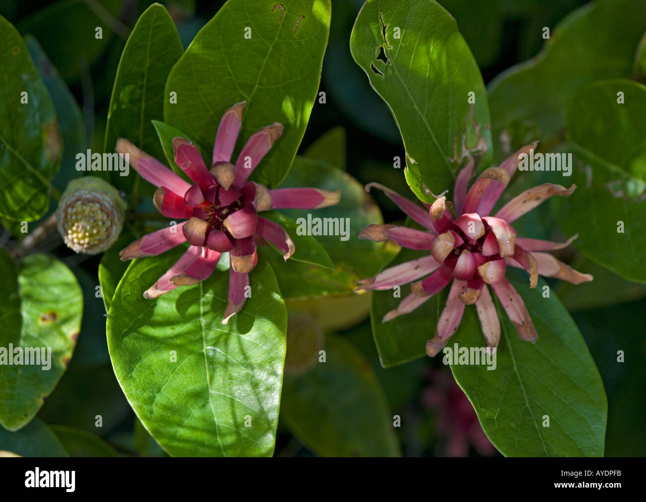 Red allspice flower hi-res stock photography and images - Alamy