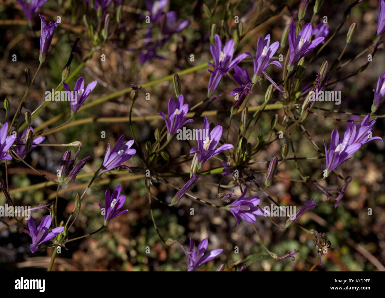 Brodiaea hi-res stock photography and images - Alamy