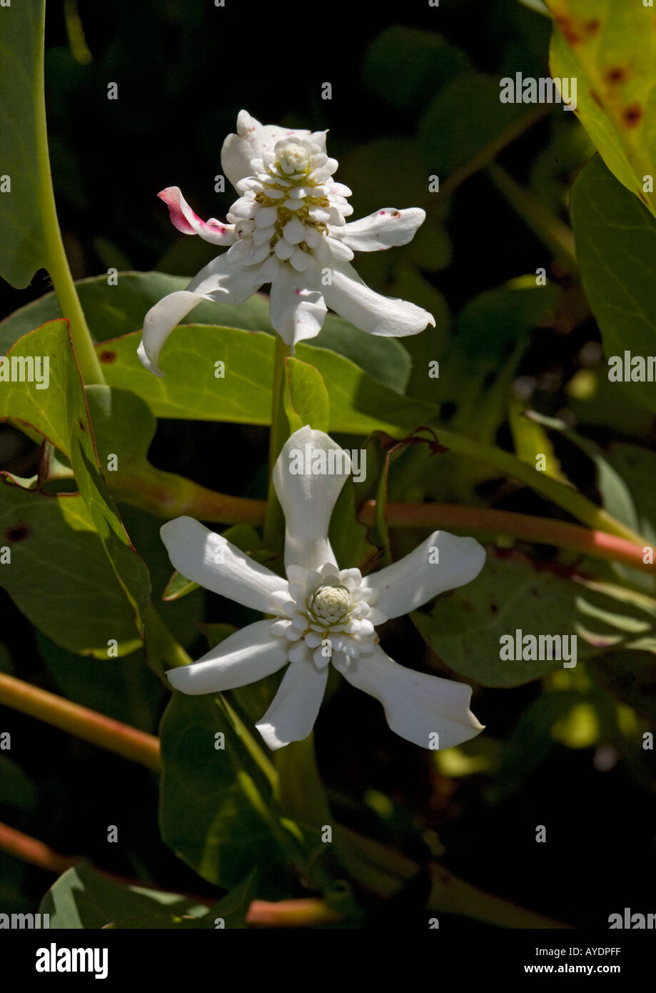 Yerba mansa, Anemopsis californica Stock Photo - Alamy