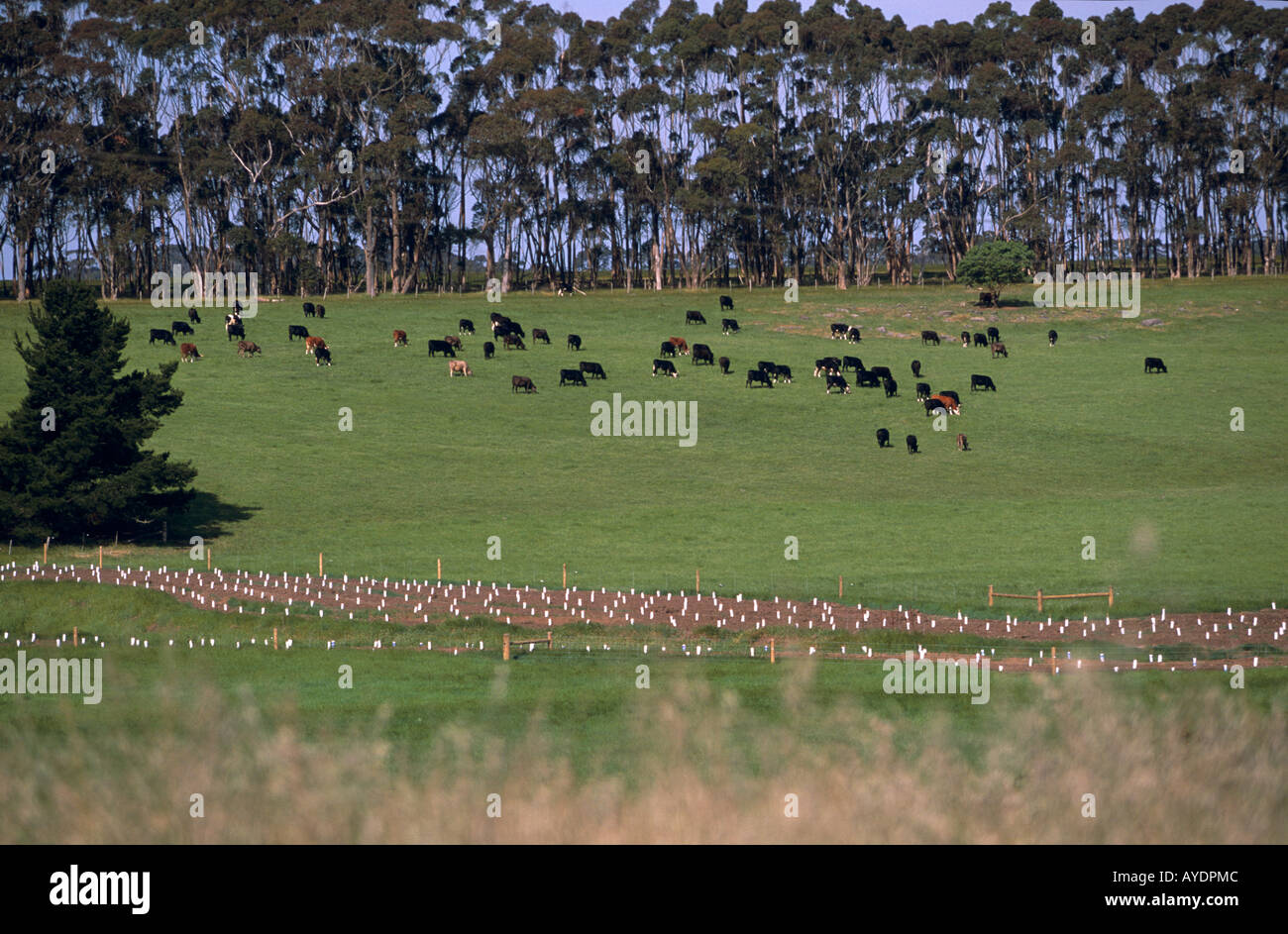 Planting shelter hi-res stock photography and images - Alamy