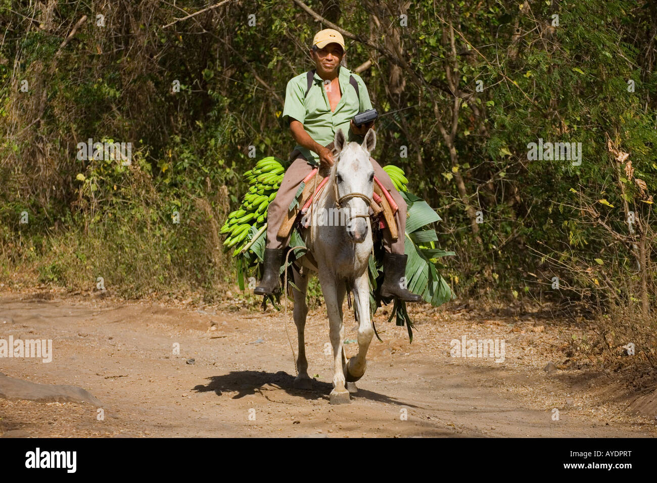 Man hauling plantain on horseback Ometepe Island Nicaragua Stock Photo ...