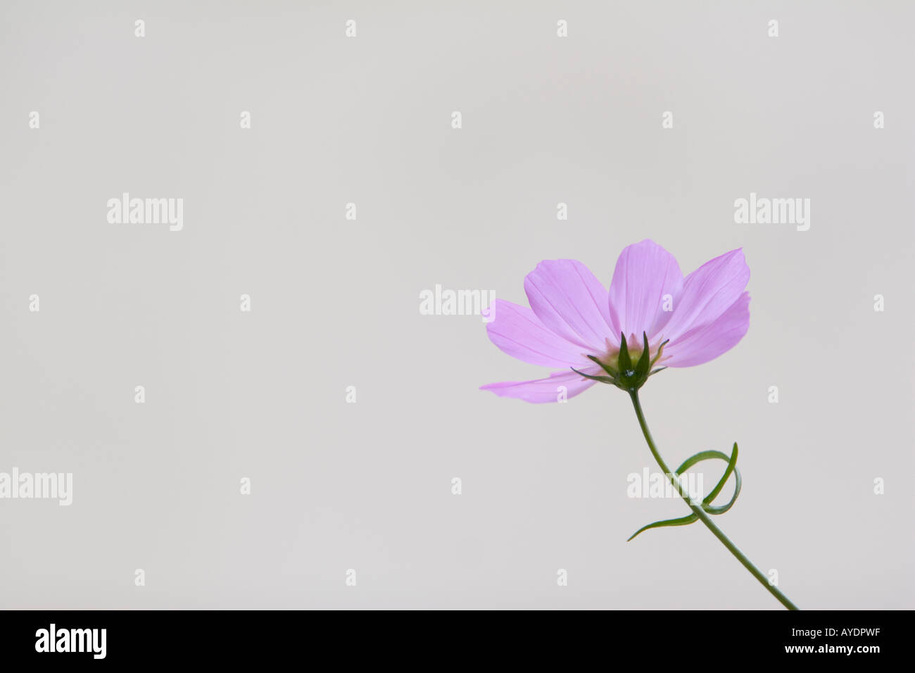 Flower petals stem hi-res stock photography and images - Alamy