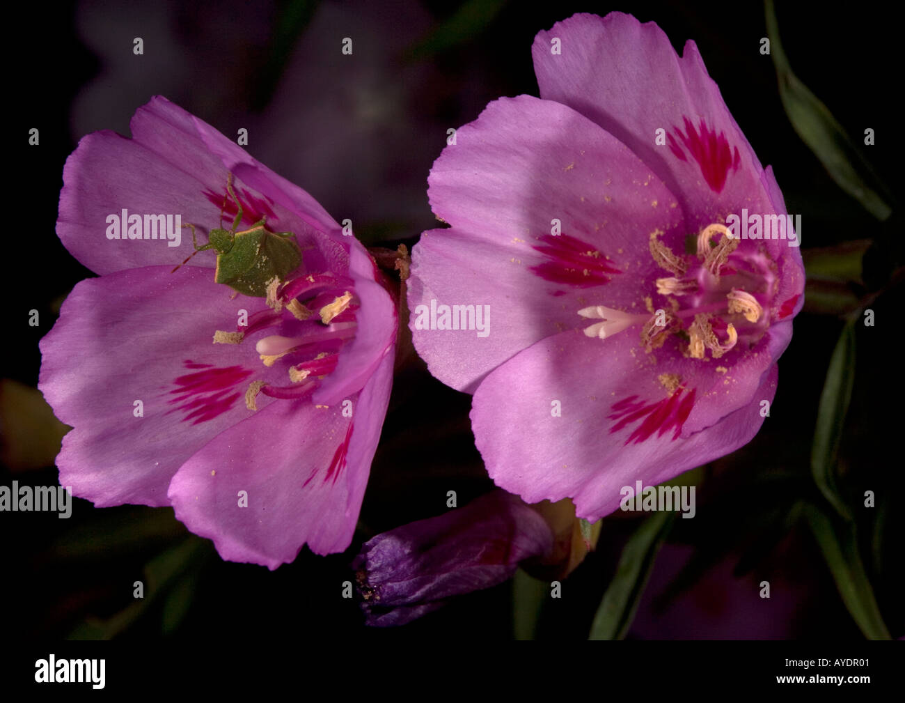 Clarkia Stock Photos & Clarkia Stock Images - Alamy