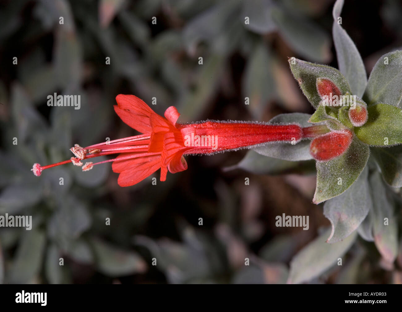 California fuchsia hi-res stock photography and images - Alamy