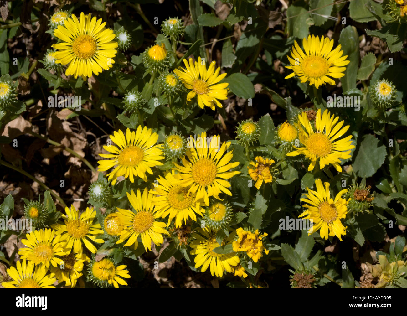 Grindelia stricta ssp venulosa hi-res stock photography and images - Alamy