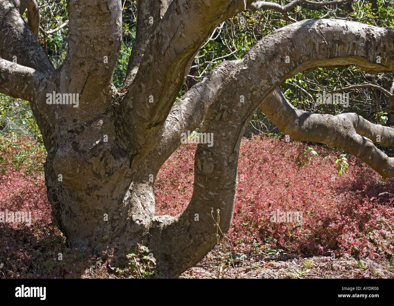 Buckeye tree, Aesculus californica. California, USA Stock Photo - Alamy