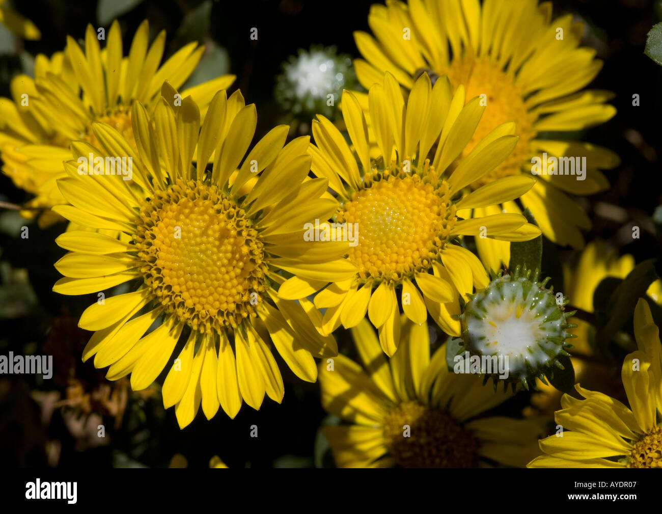 Grindelia stricta ssp venulosa hi-res stock photography and images - Alamy