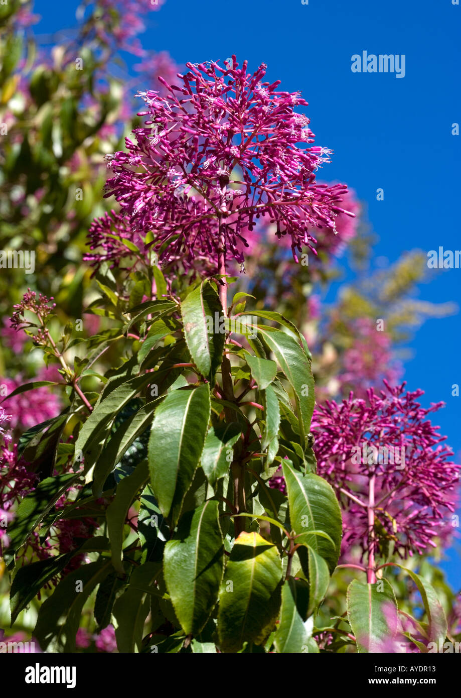Fuchsia Arborescens Stock Photos & Fuchsia Arborescens Stock Images - Alamy