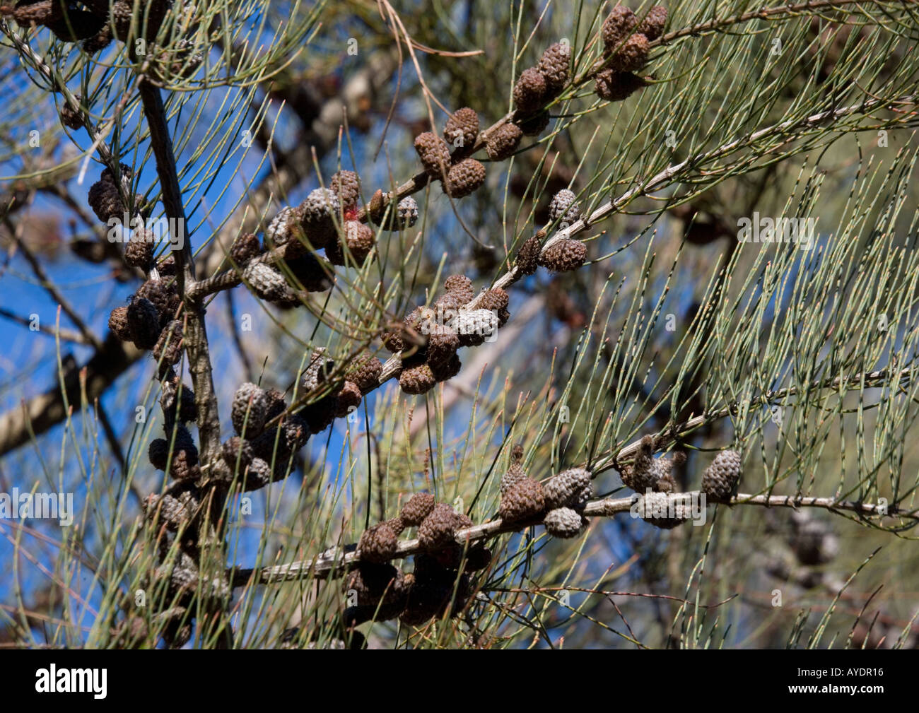 She oak tree hi-res stock photography and images - Alamy