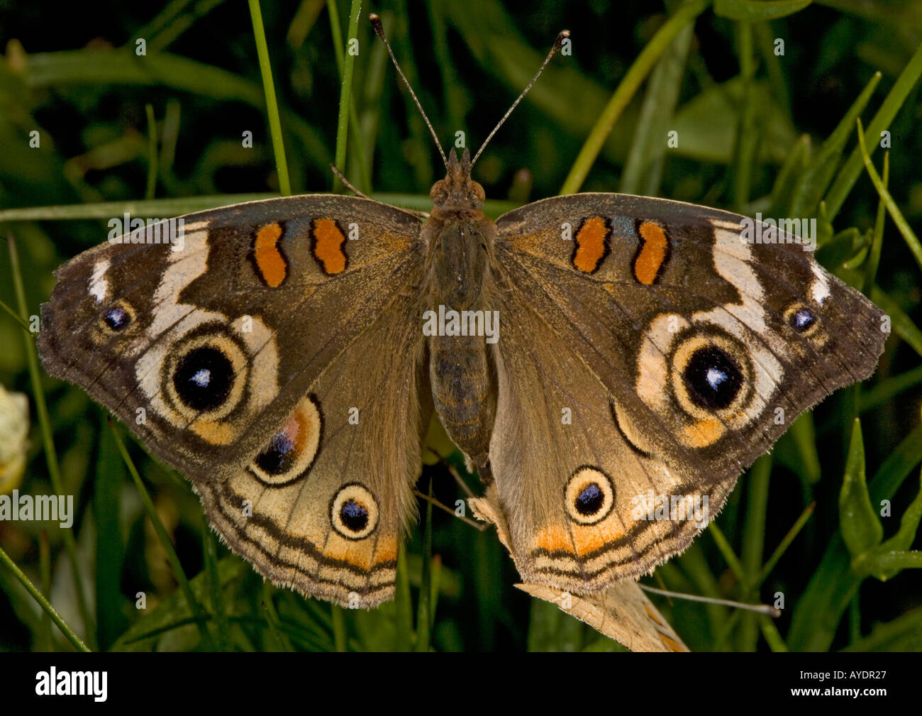 Junonia butterflies hi-res stock photography and images - Alamy