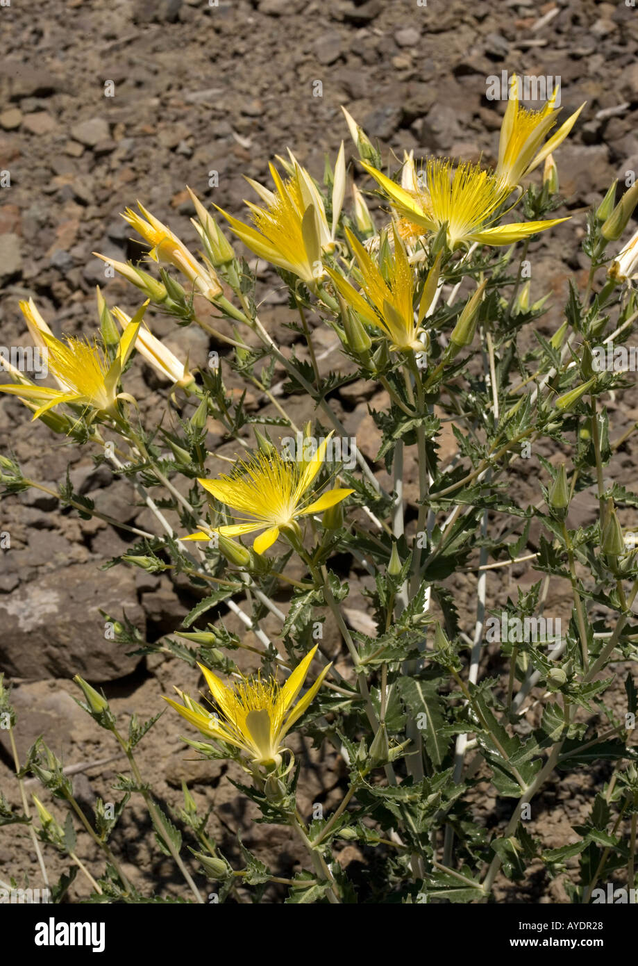 Giant blazing star Mentzelia laevicaulis Stock Photo - Alamy
