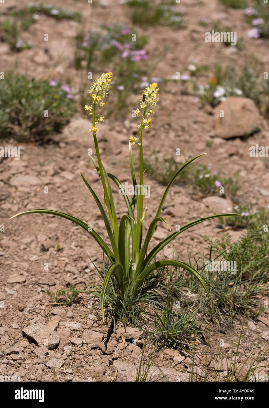 Meadow death camas hi-res stock photography and images - Alamy