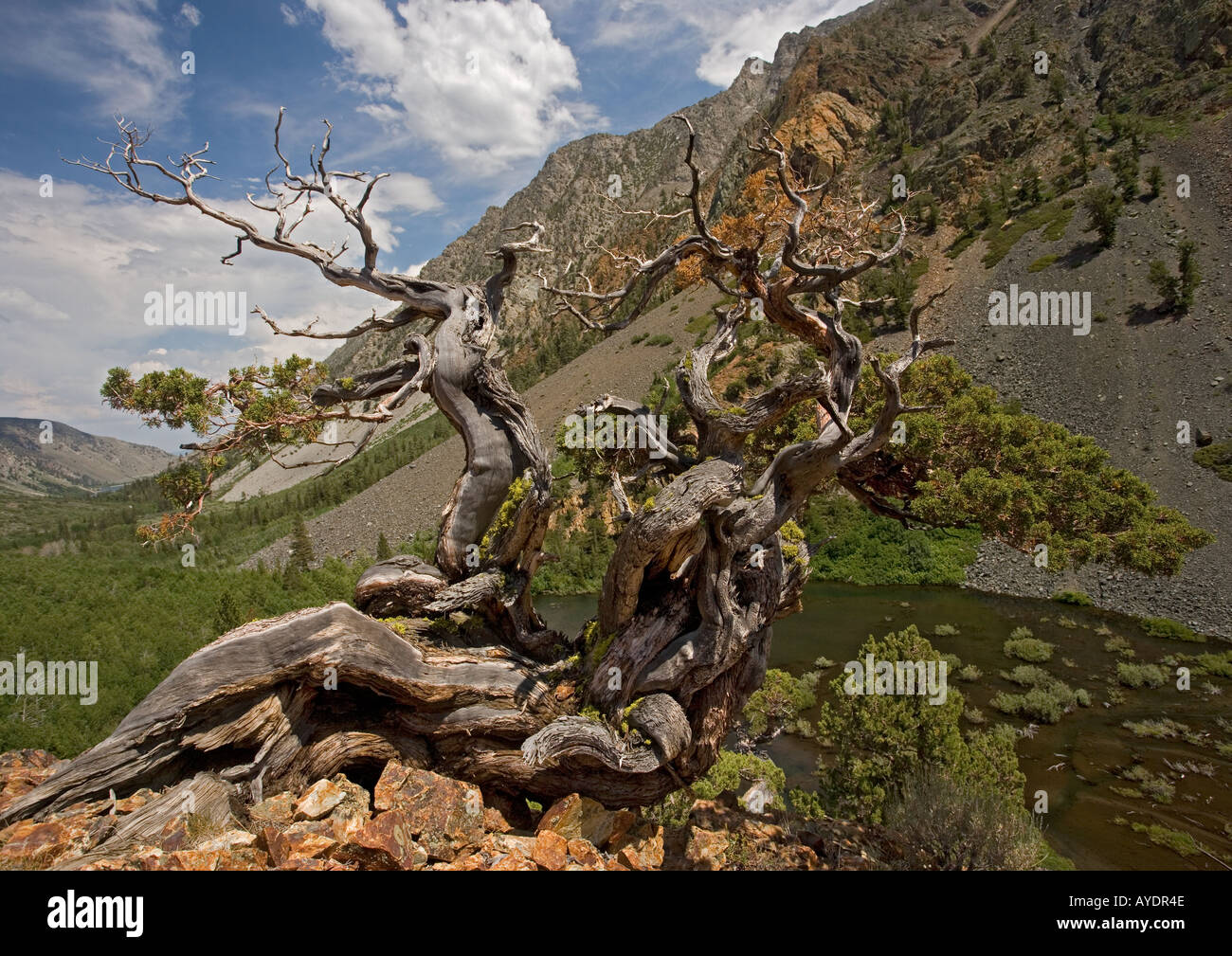A very old Sierra juniper or western juniper in the Lundy valley Sierra ...