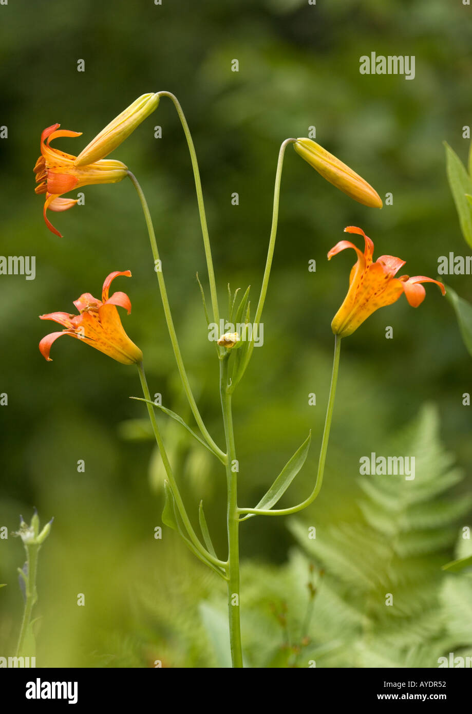 Tiger lily Lilium parvum in damp streamside grassland at 9000 ft Stock ...
