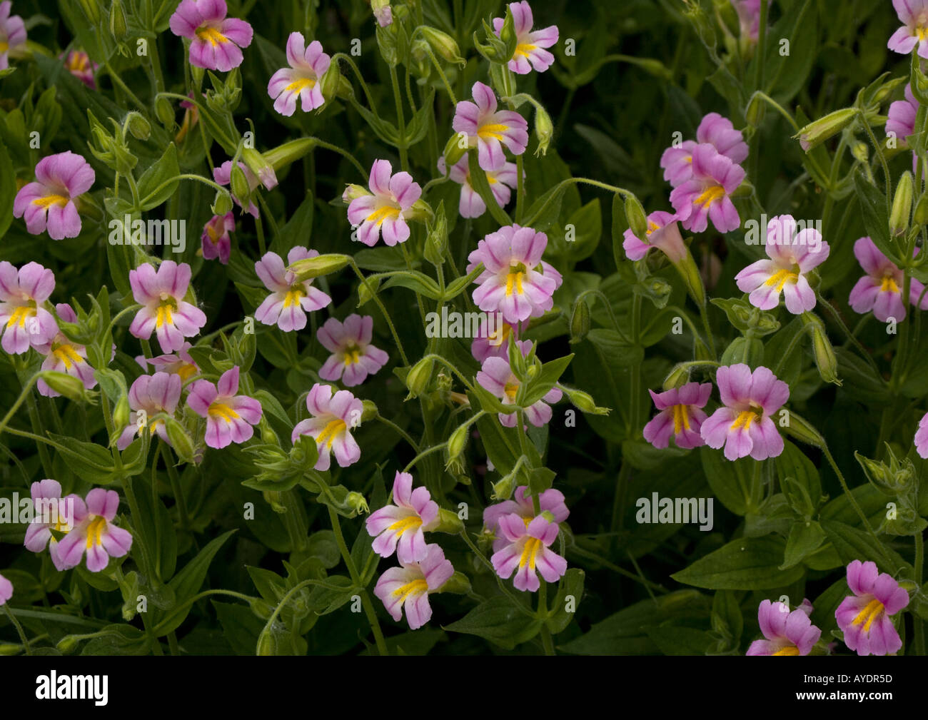 Lewis' monkey flower Mimulus lewisii growing by mountain stream Stock ...