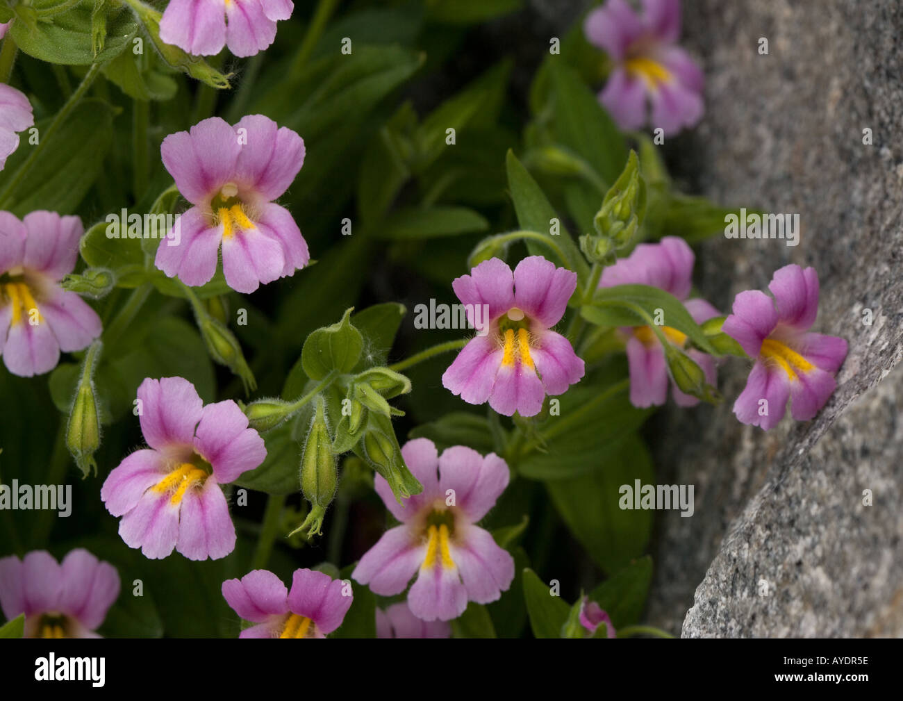 Lewis Monkey Flower High Resolution Stock Photography and Images - Alamy