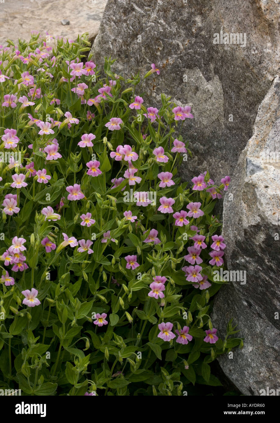 Lewis Monkey Flower High Resolution Stock Photography and Images - Alamy
