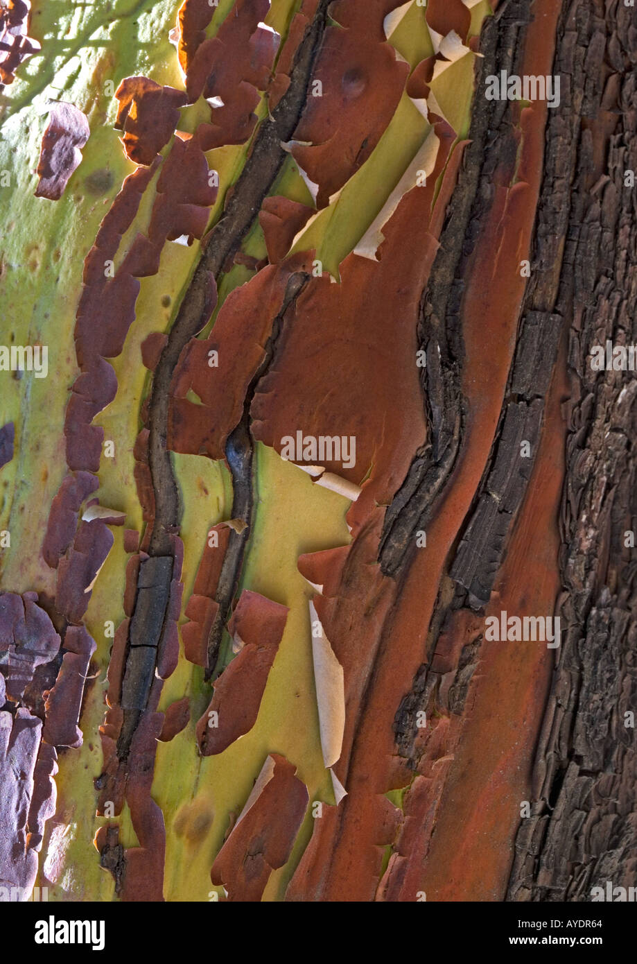 Pacific madrone hi-res stock photography and images - Alamy