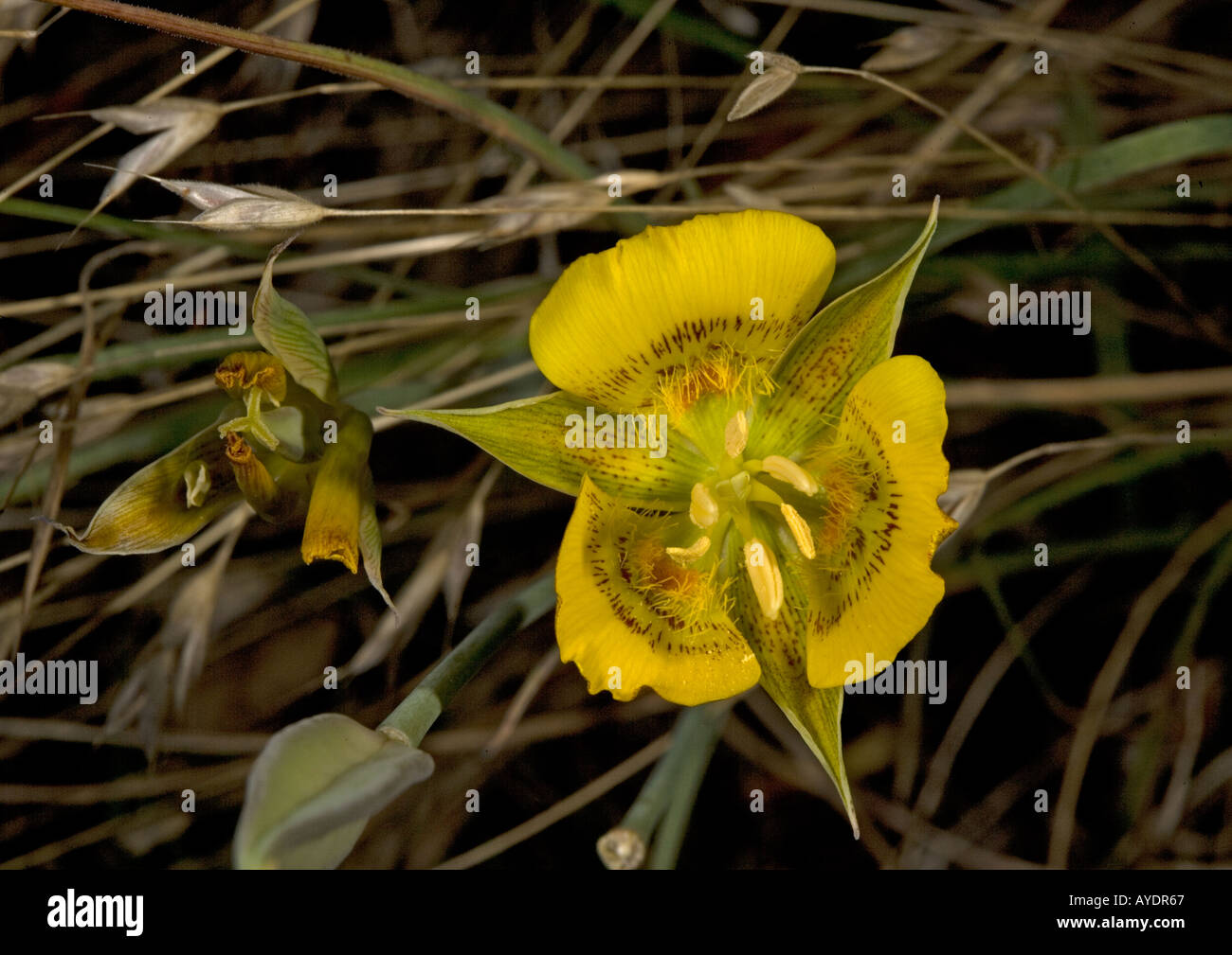 Yellow mariposa lily, Calochortus luteus, Mt Tamalpais. California ...