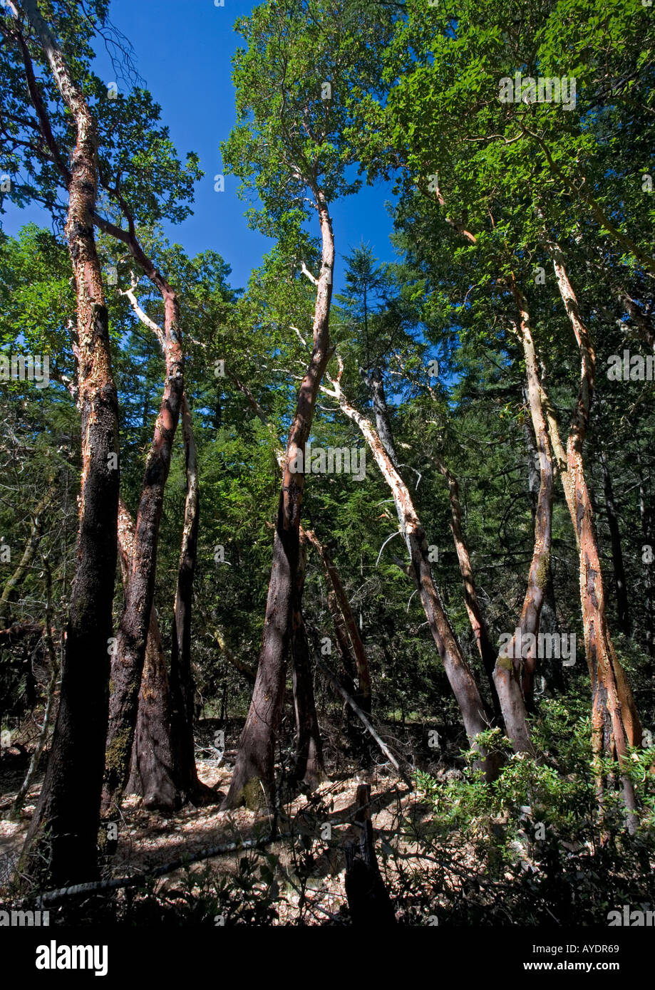 Madrone tree california hi-res stock photography and images - Alamy