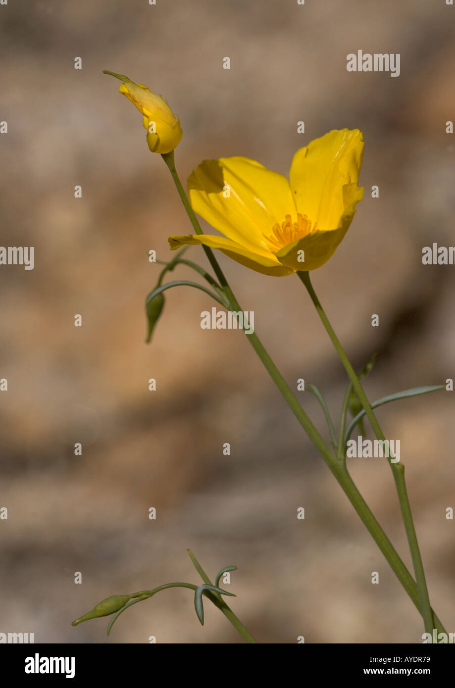 Little gold poppy, Eschscholzia minutiflora Stock Photo - Alamy