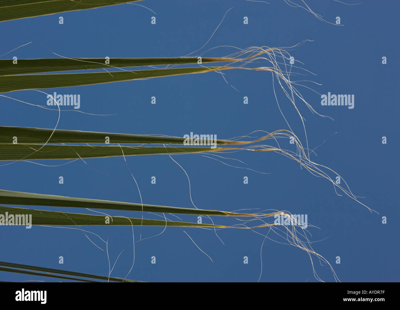 Desert fan palm (Washingtonia filifera) leaves, close-up Stock Photo ...