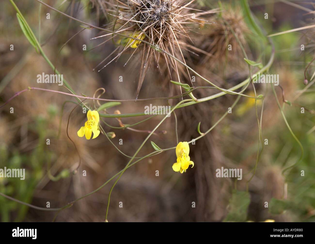 Yellow twining snapdragon Stock Photo - Alamy
