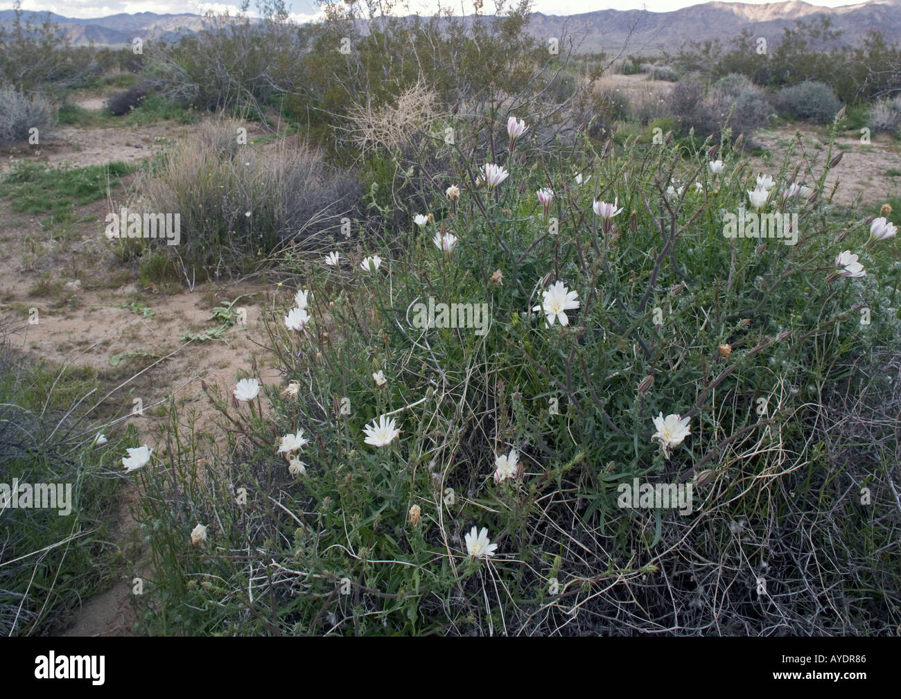 California chicory hi-res stock photography and images - Alamy