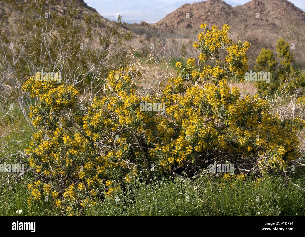 Bladder Pod High Resolution Stock Photography and Images - Alamy