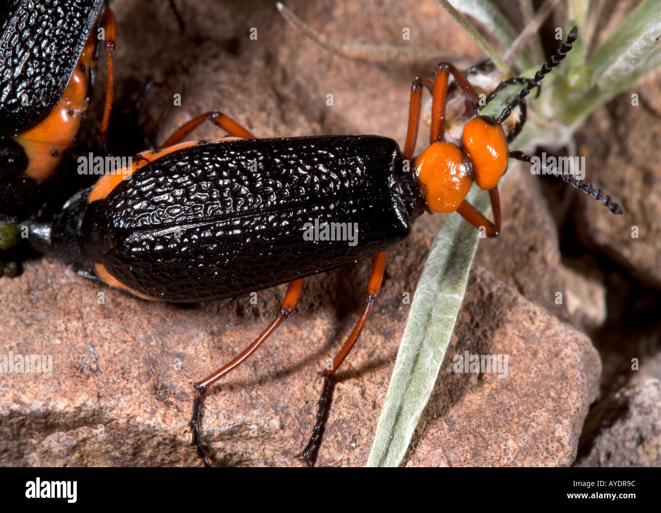 Chocolate Covered Beetles