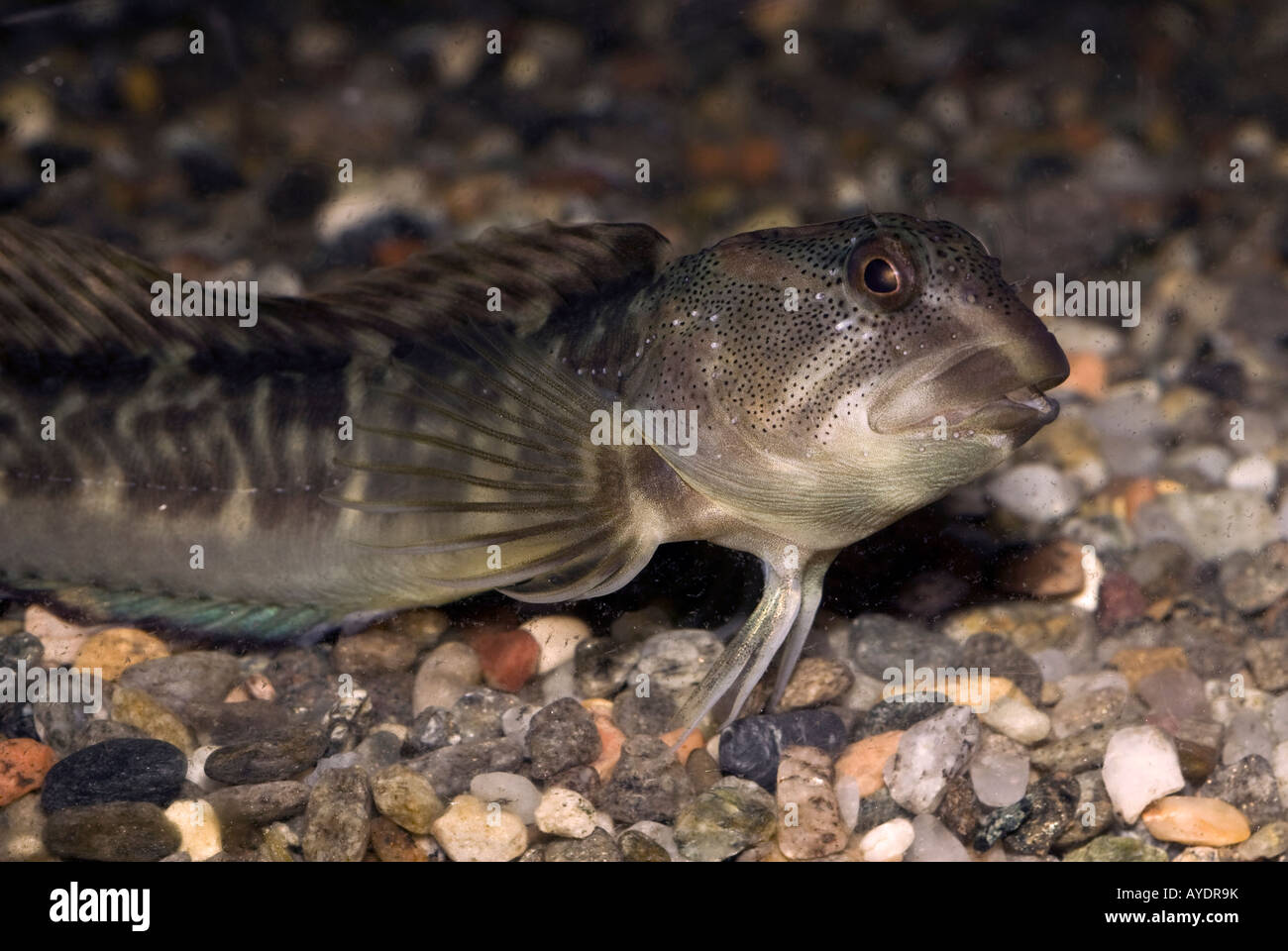 Freshwater blenny salaria fluviatilis hi-res stock photography and ...