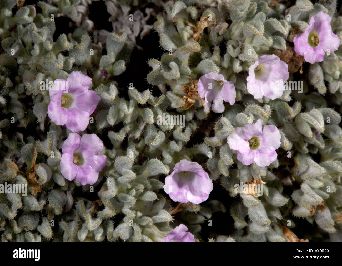Woody crinklemat hi-res stock photography and images - Alamy