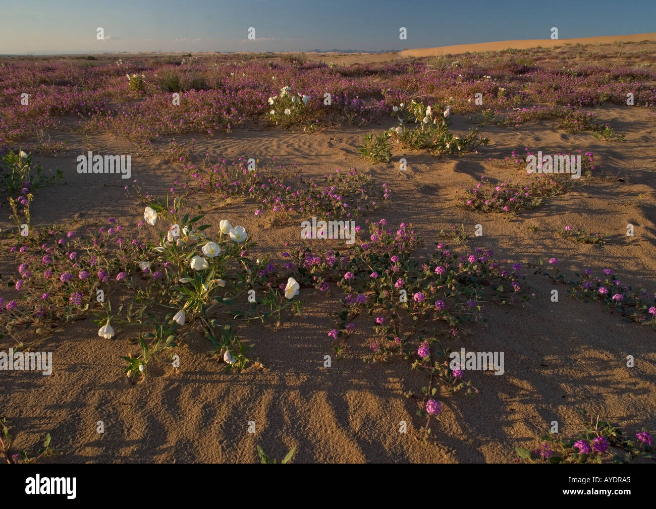 Algodones dunes also known as Imperial sand dunes protected part of ...