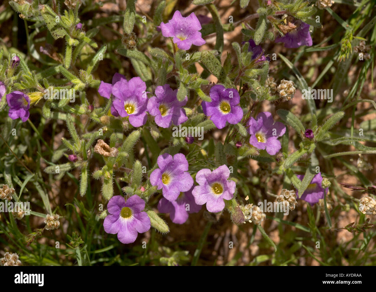 Desert mat, Nama demissum Stock Photo - Alamy