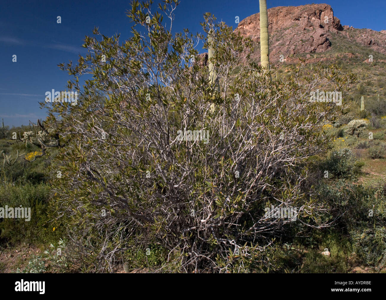 Bush bean hi-res stock photography and images - Alamy