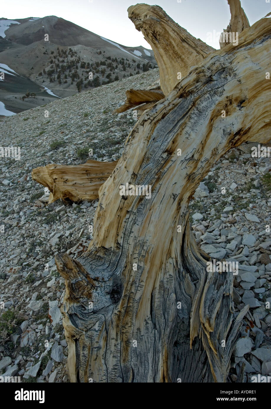 Bristlecone pine trees Pinus longaeva at c 11 000 ft in the White ...