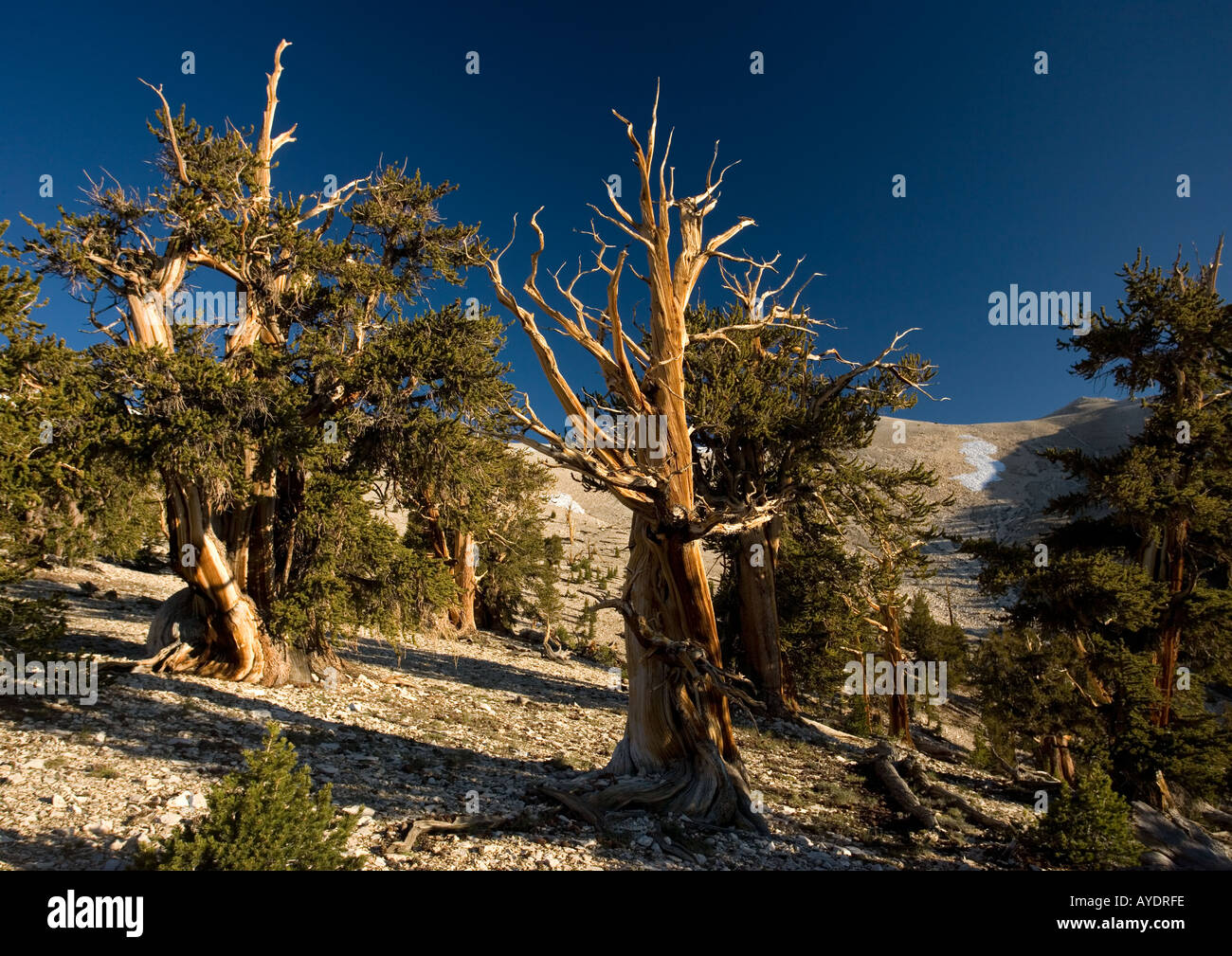 Bristlecone pine trees Pinus longaeva at c 11,000 ft in the White ...