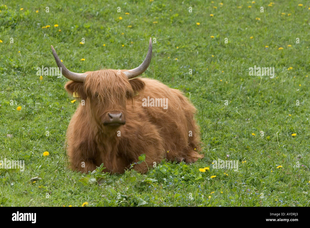 Italian red cattle hi-res stock photography and images - Alamy